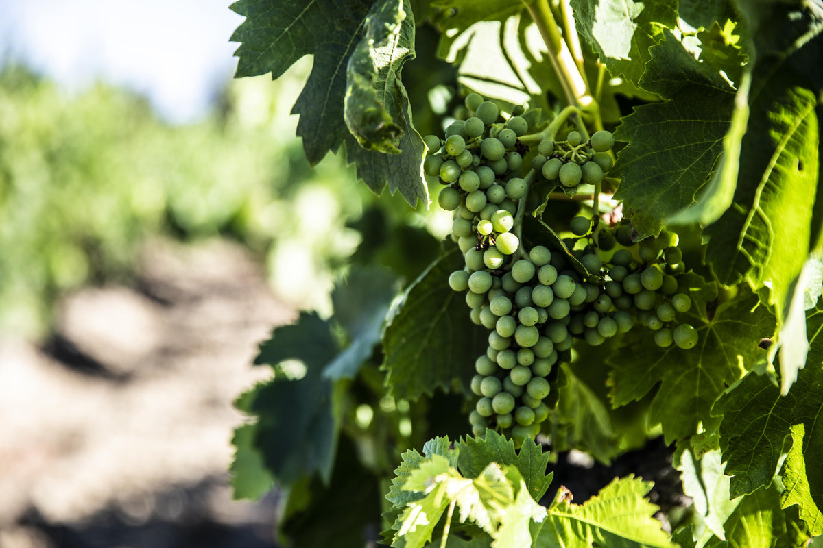 Cheerful Merlot – The Good Wine BV